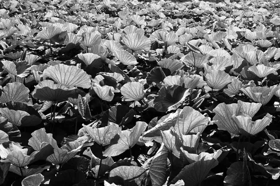 gerard boyer – gerard boyer photographer